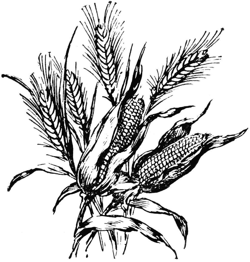 Corn Clipart Pictures Clipartix