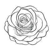 Rose Outline Pictures – Clipartix