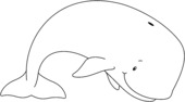 Free Whale Outline Pictures - Clipartix