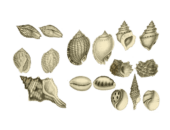 Shell Clipart Pictures – Clipartix