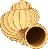 Shell Clipart Pictures – Clipartix
