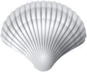 White clam shell clipart high transparent – Clipartix